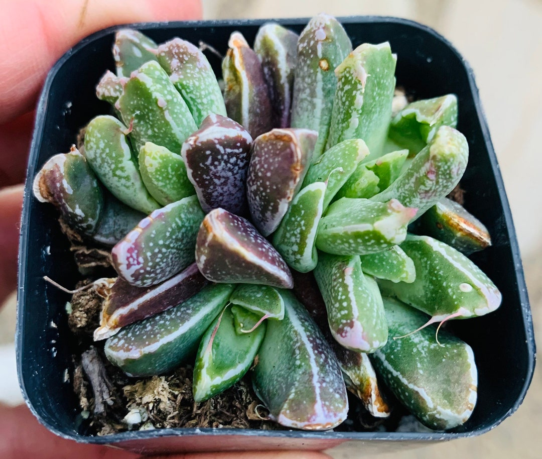 2 Mesemb Hybrid: X Faumatium faucaria X Stomatium Succulent - Etsy