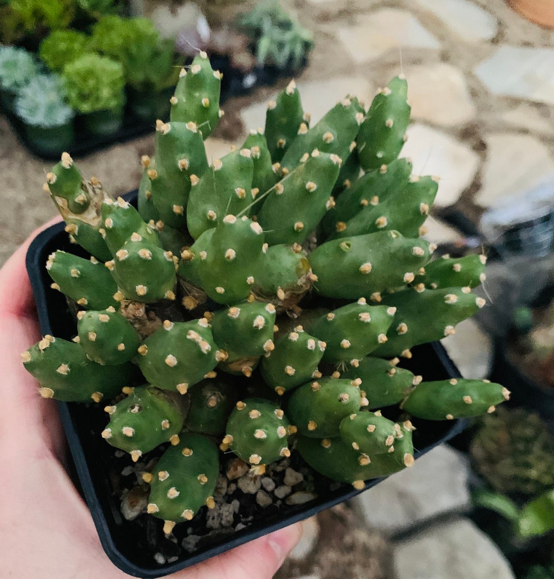 5” Comulopuntia Boliviana, Weird and Unusual Segmented Cactus - Etsy
