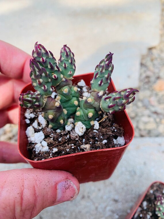 2 Tephrocactus Minor Cute and Rare Succulents - Etsy