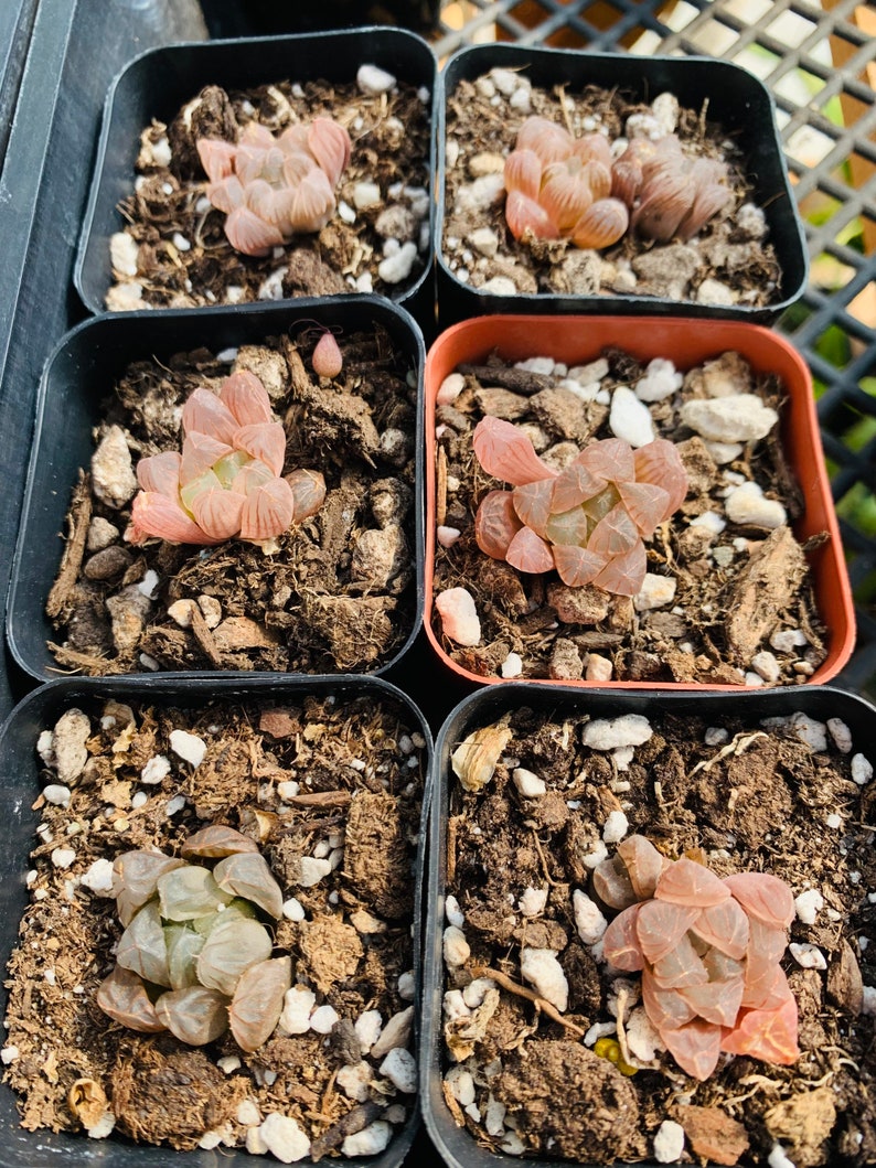 2 Pink Haworthia Cooperi Rare Alien Eggs Succulents - Etsy