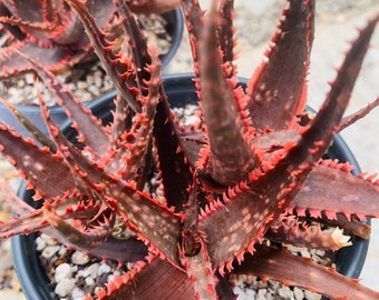 Aloe coral Fire - Etsy