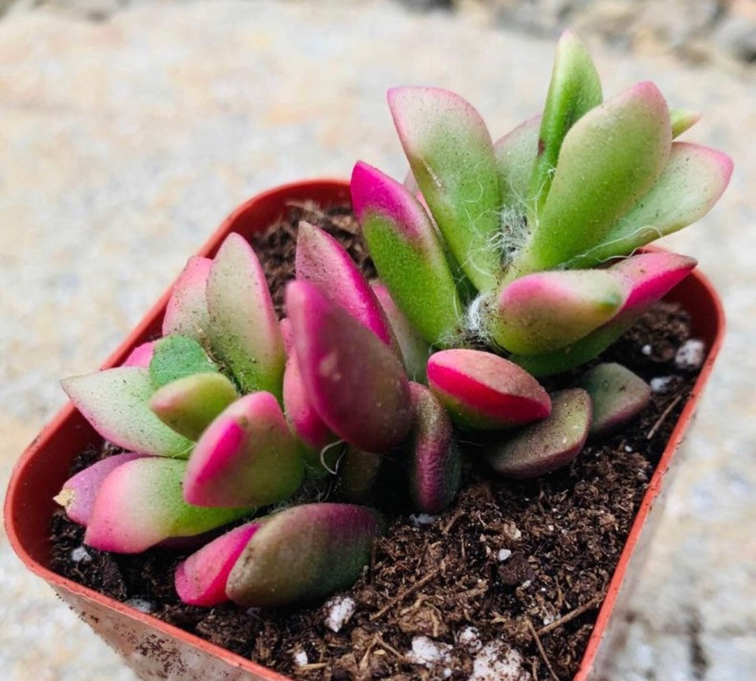 2” Anacampseros Sunrise, Pink Mesemb Succulents - Etsy