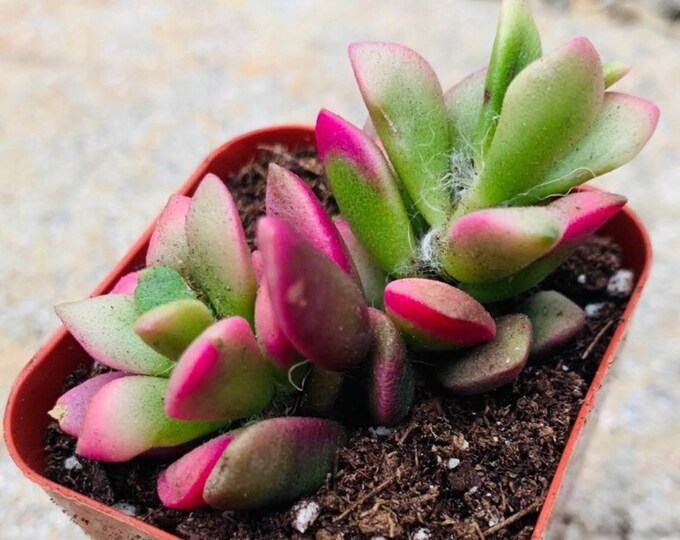 2” Anacampseros Sunrise, Pink Mesemb Succulents - Etsy