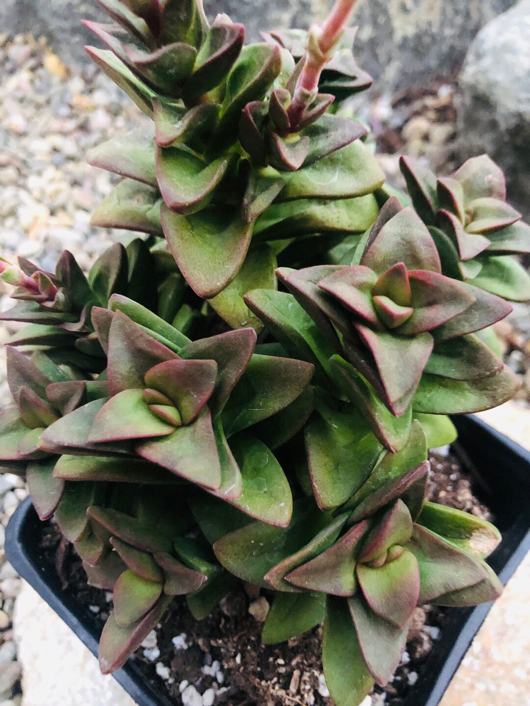 5” Blooming Crassula Talisman, Chunky Stacked Succulents - Etsy