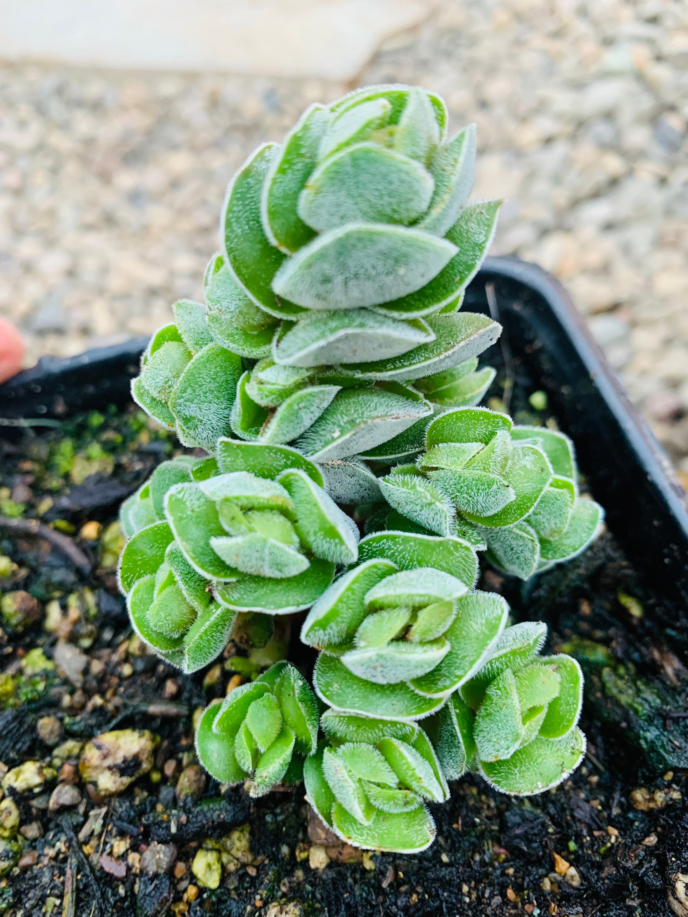5 Crassula Pangolin Rare Stacked Succulent - Etsy