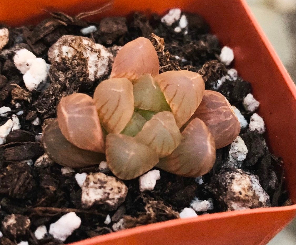 2 Pink Haworthia Cooperi Rare Alien Eggs Succulents - Etsy