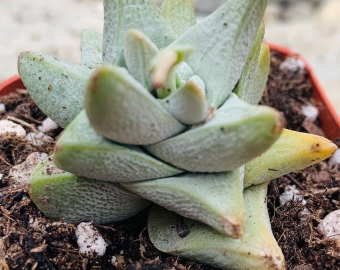 2” Crassula Cornuta, White Stacked Succulent, Rare Deceptor Hybrid - Etsy