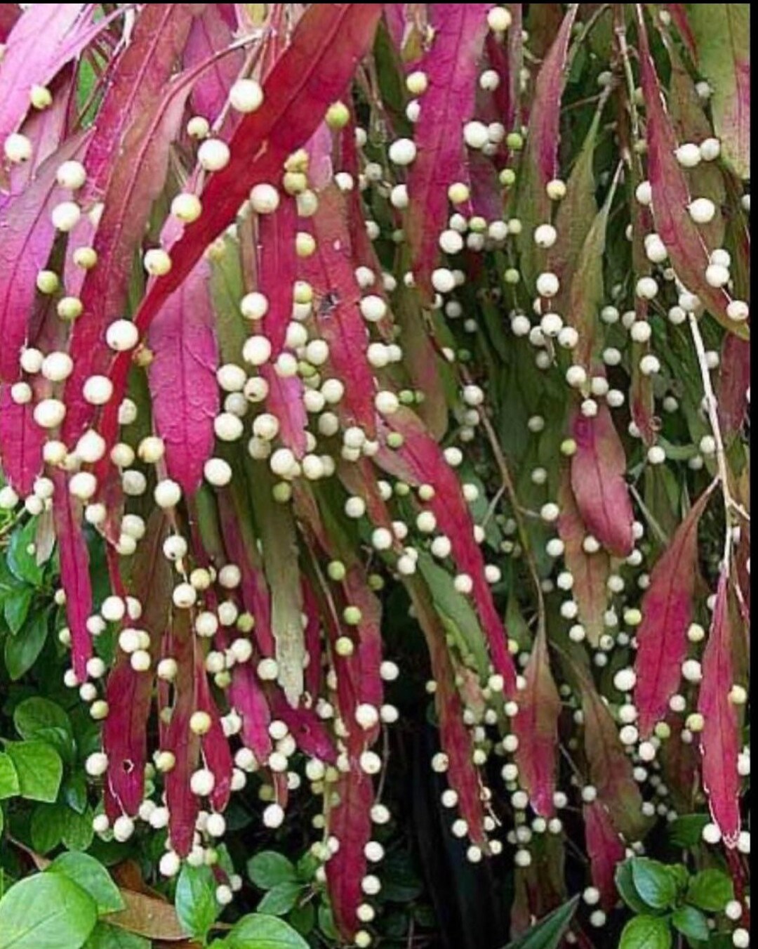 Pseudorhipsalis Ramulosa, Var. Angustissima, Epiphyllum, Pink ...