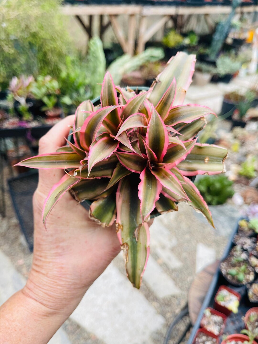 4” Pink Earth Star Cryptanthus, a Bromeliad - Etsy