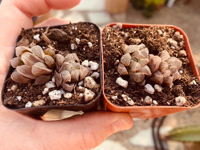 2 Pink Haworthia Cooperi Rare Alien Eggs Succulents - Etsy