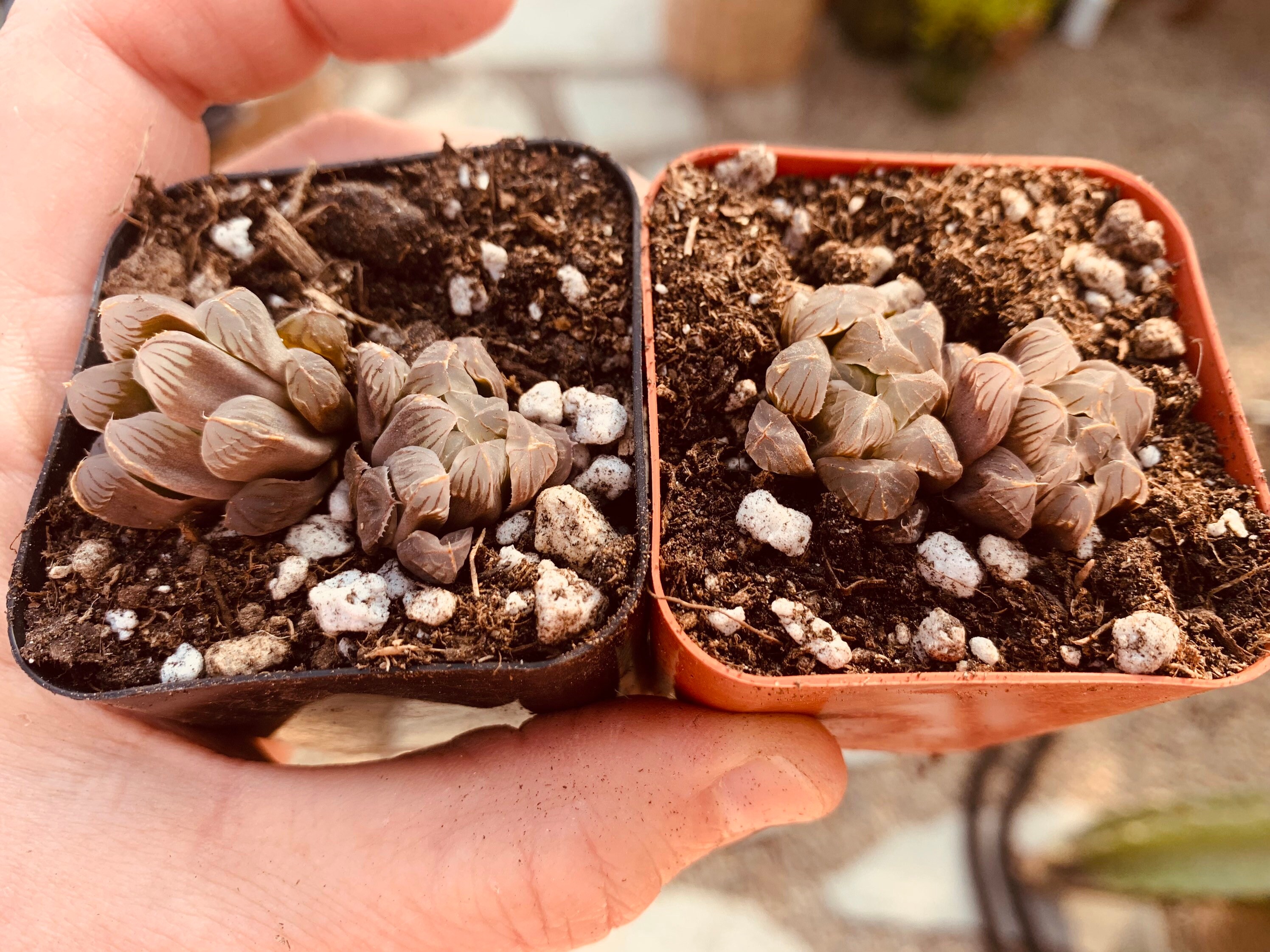 2 Pink Haworthia Cooperi Rare Alien Eggs Succulents - Etsy