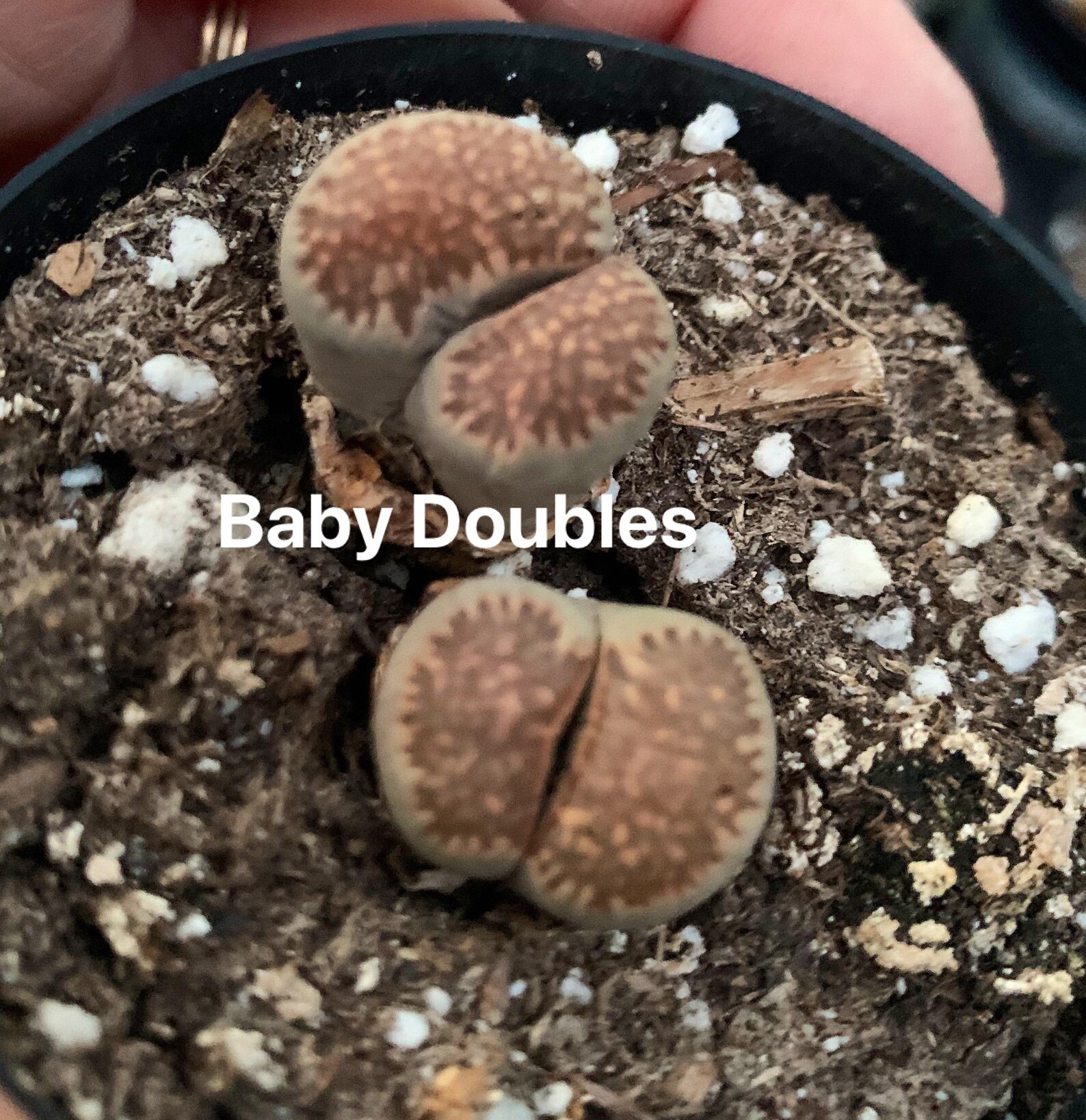 Beautiful, Quirky Lithops! Blooming Mesemb Succulents, Living Stones ...