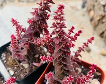 Red Pagoda Crassula - Etsy