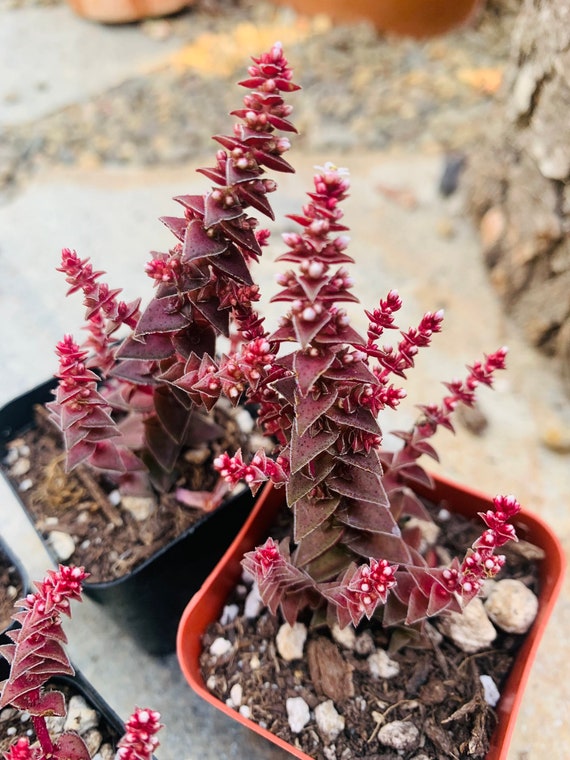 SALE 2 Red Crassula Tabularis Pagoda Village Rare Origami - Etsy