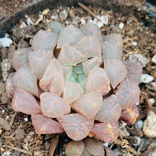 Rare Succulent - Etsy