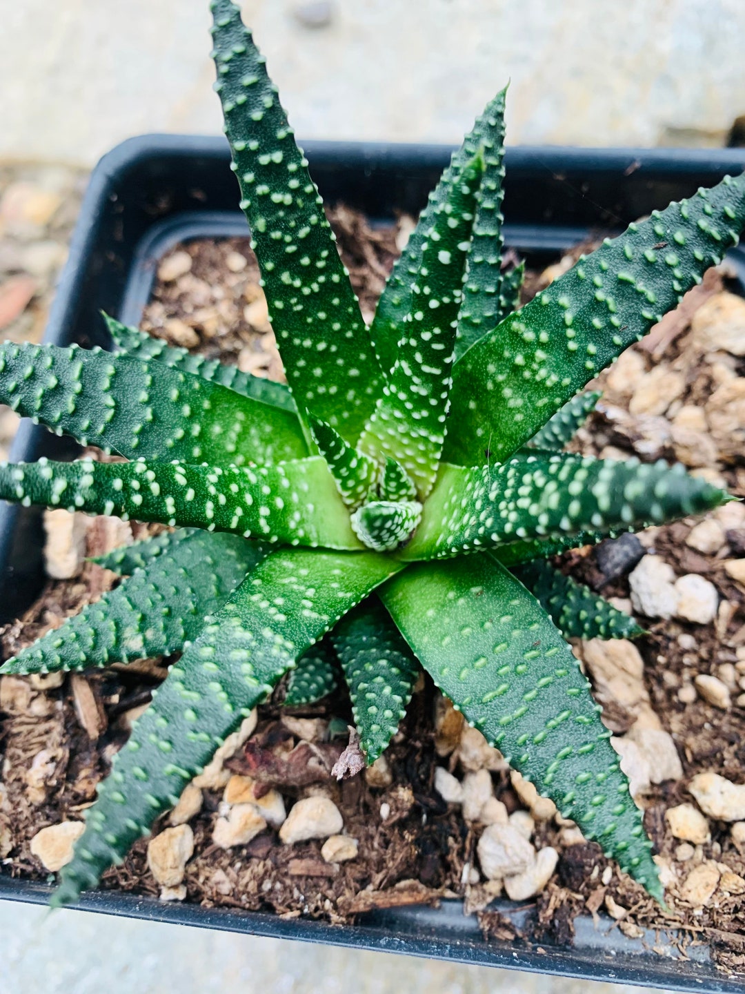 Gasteraloe, Royal Highness Hybrid Succulent, 2 Sizes - Etsy
