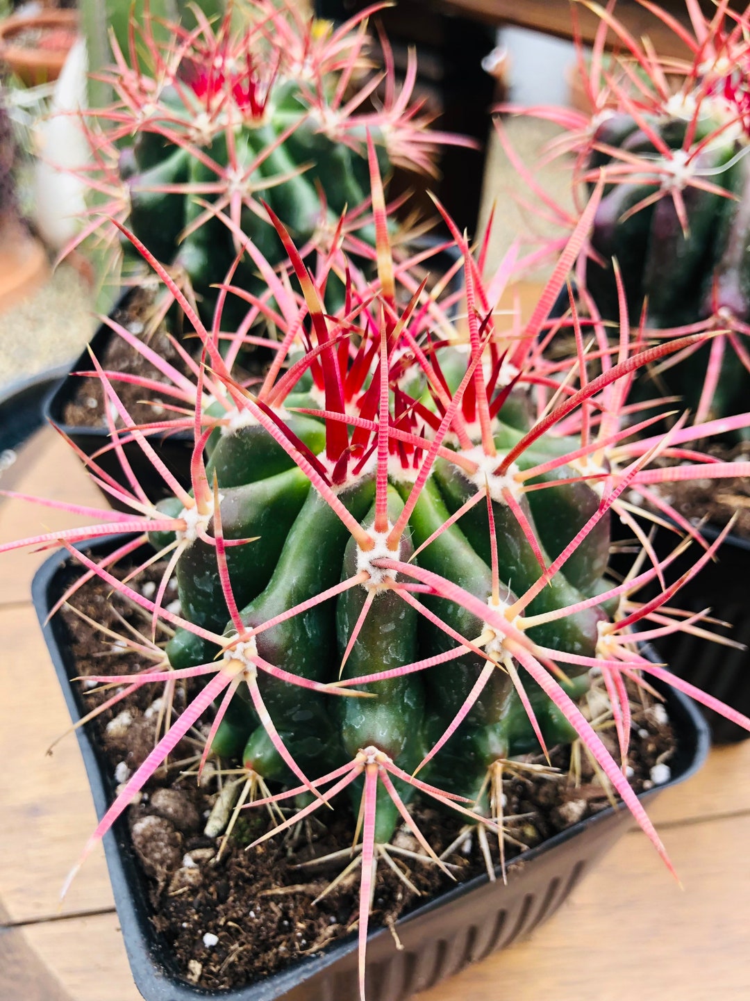 Ferocactus Pilosus, Red Spined Barrel Cactus, Gorgeous Succulent, 2 ...