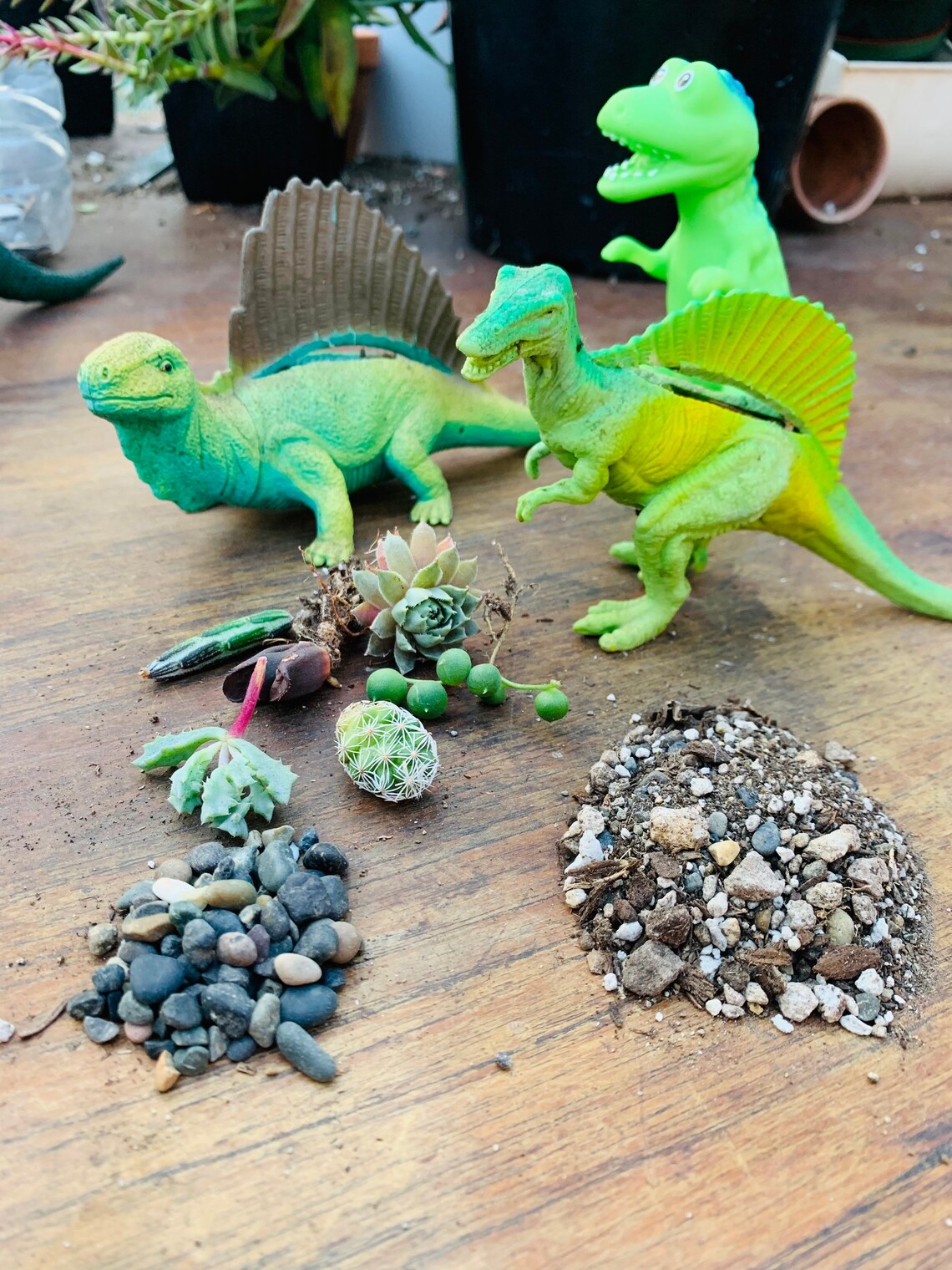 DIY Fun Succulent Dinosaur Kit - Etsy