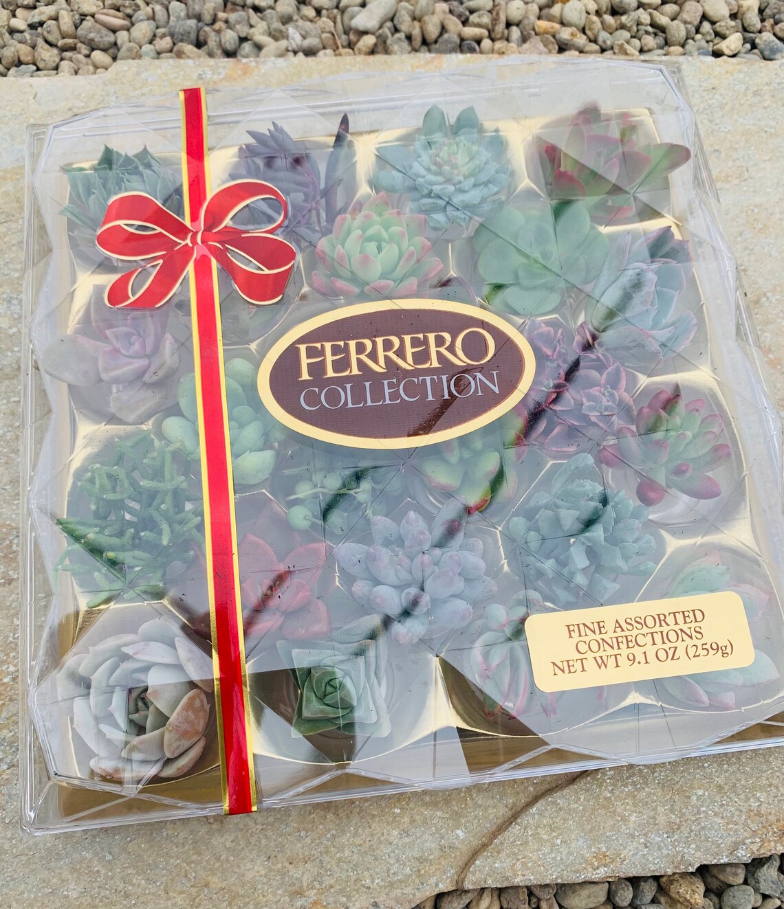 Chocolate Box Succulent Cutting Sampler, 24 Pieces - Etsy