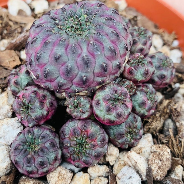 Purple Cactus - Etsy