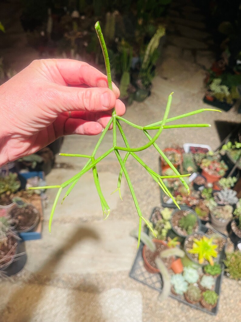 Rhipsalis Baccifera, Beautiful Green Hanging Succulents - Etsy
