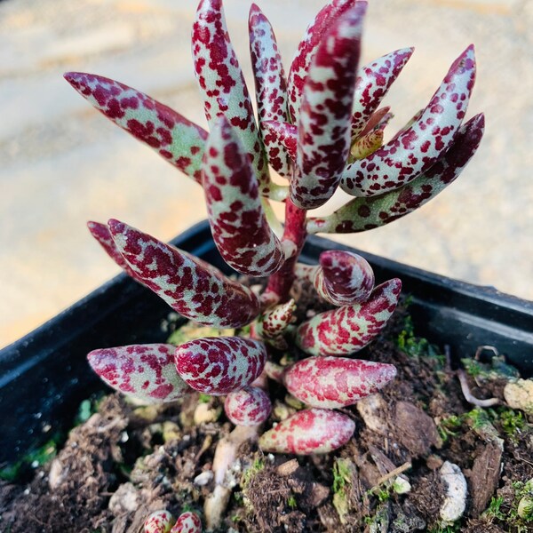 Rare Succulents - Etsy