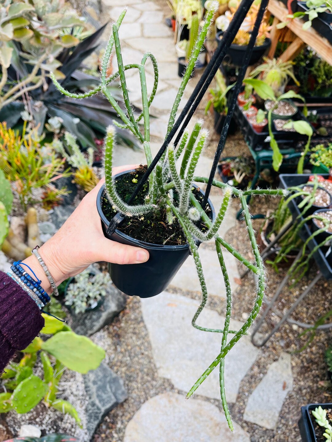 5” Rhipsalis Dissimilis, Fuzzy Hanging Succulent - Etsy