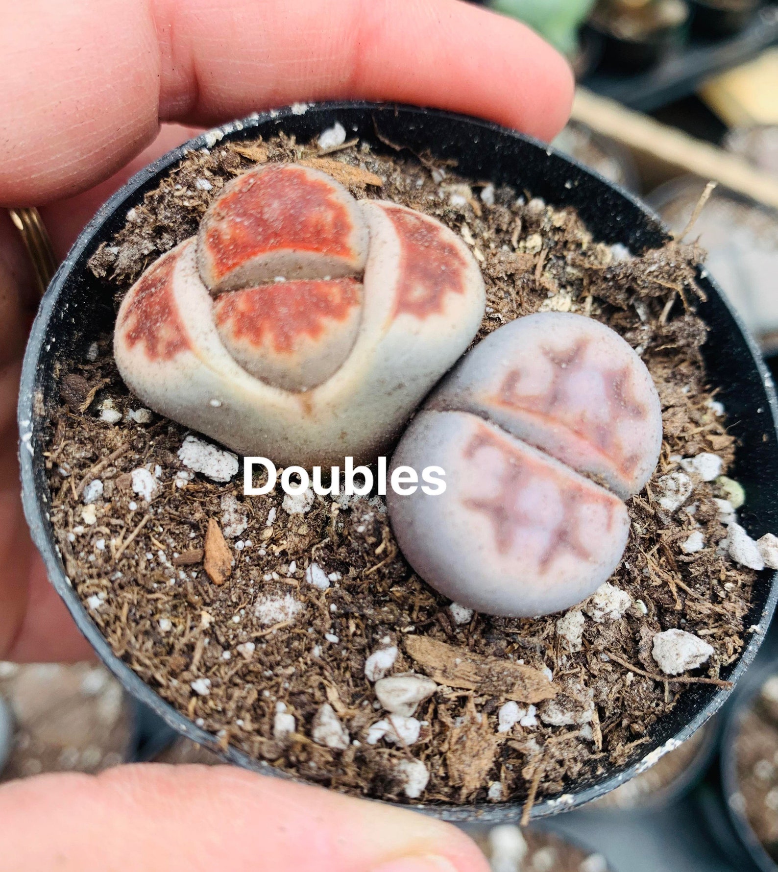 Beautiful, Quirky Lithops! Blooming Mesemb Succulents, Living Stones ...