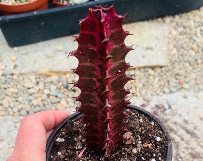 3” Euphorbia Trigona Rubra, African Milk Tree, Gorgeous Red Succulent ...