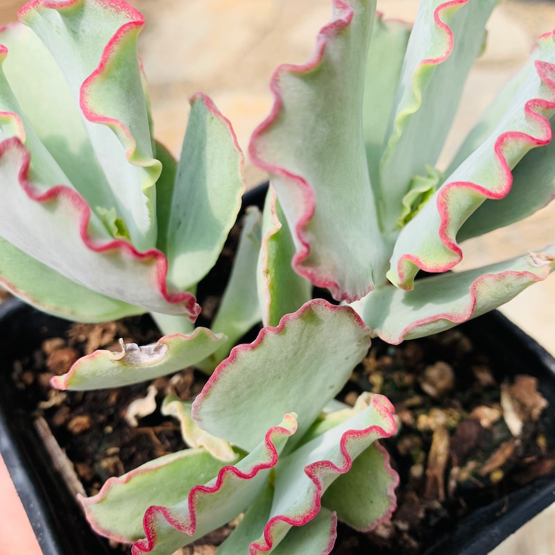 Silver Succulent - Etsy