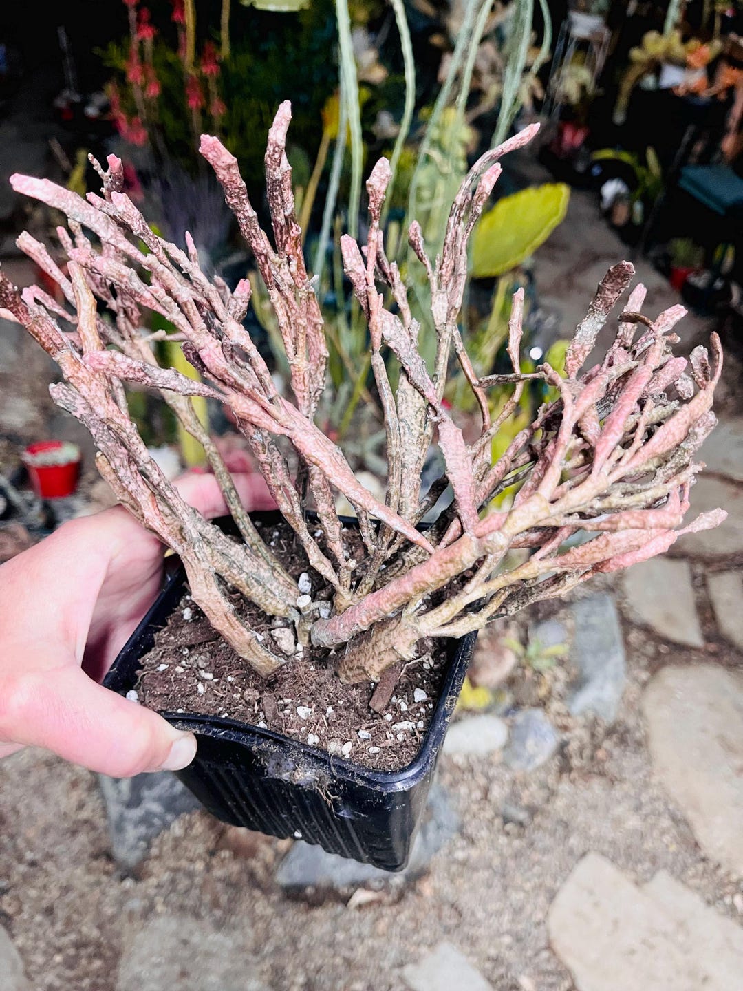 Euphorbia Platyclada, Dead Man’s Fingers Cutting or Rooted Plant, Rare ...
