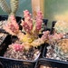 2 Anacampseros Sunrise, Pink Mesemb Succulents - Etsy