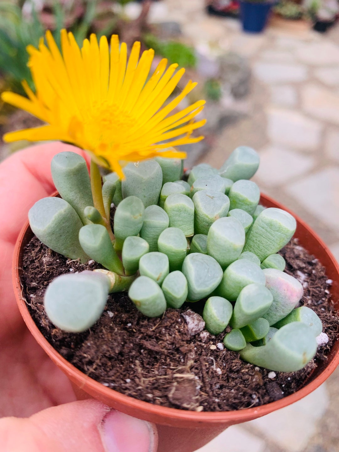 Baby Toes, Fenestraria Rhopalophylla, Cute Mesemb Succulents - Etsy
