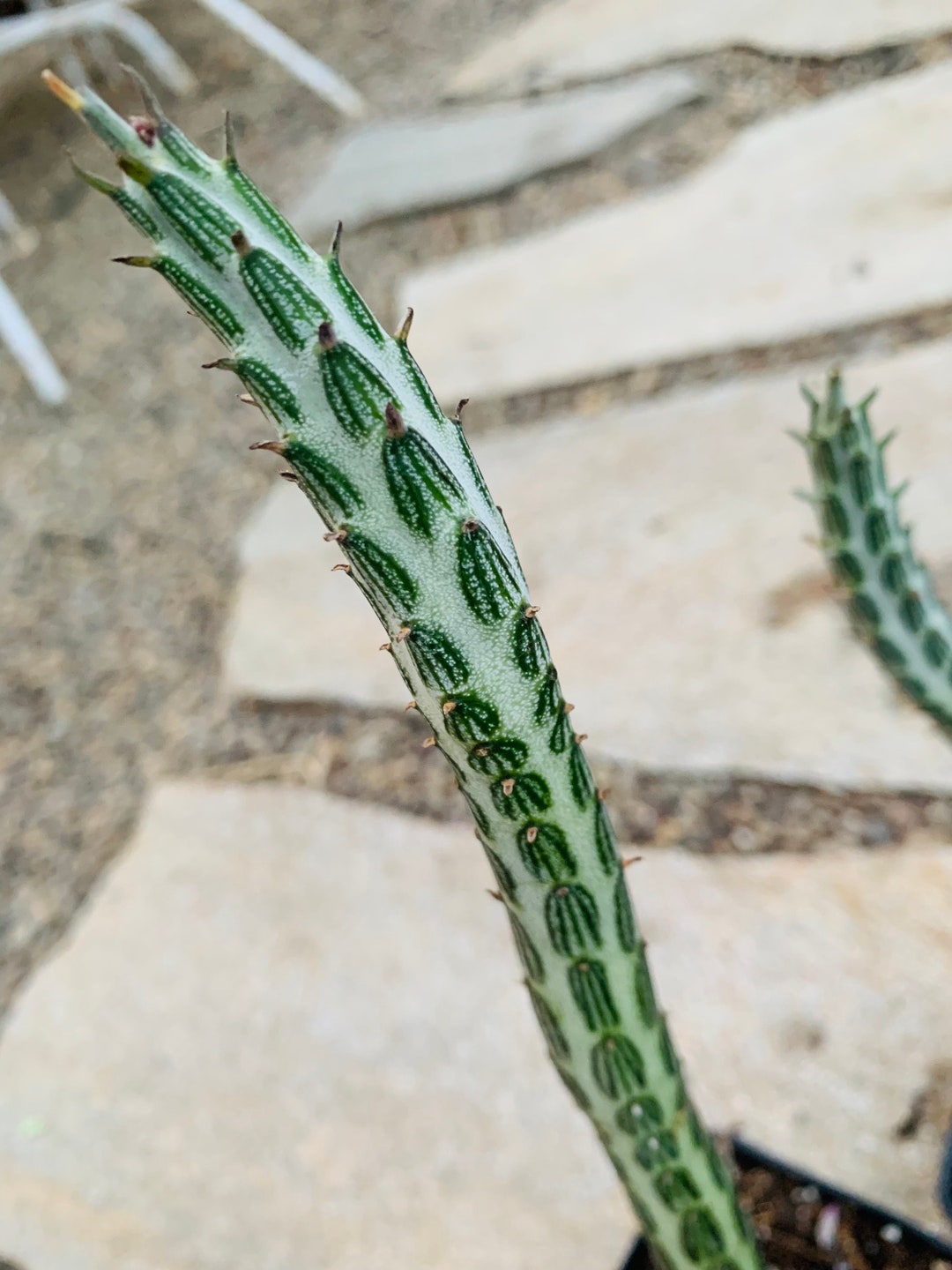 Large Dinosaur Succulent, Pickle Succulent, One Stem - Etsy