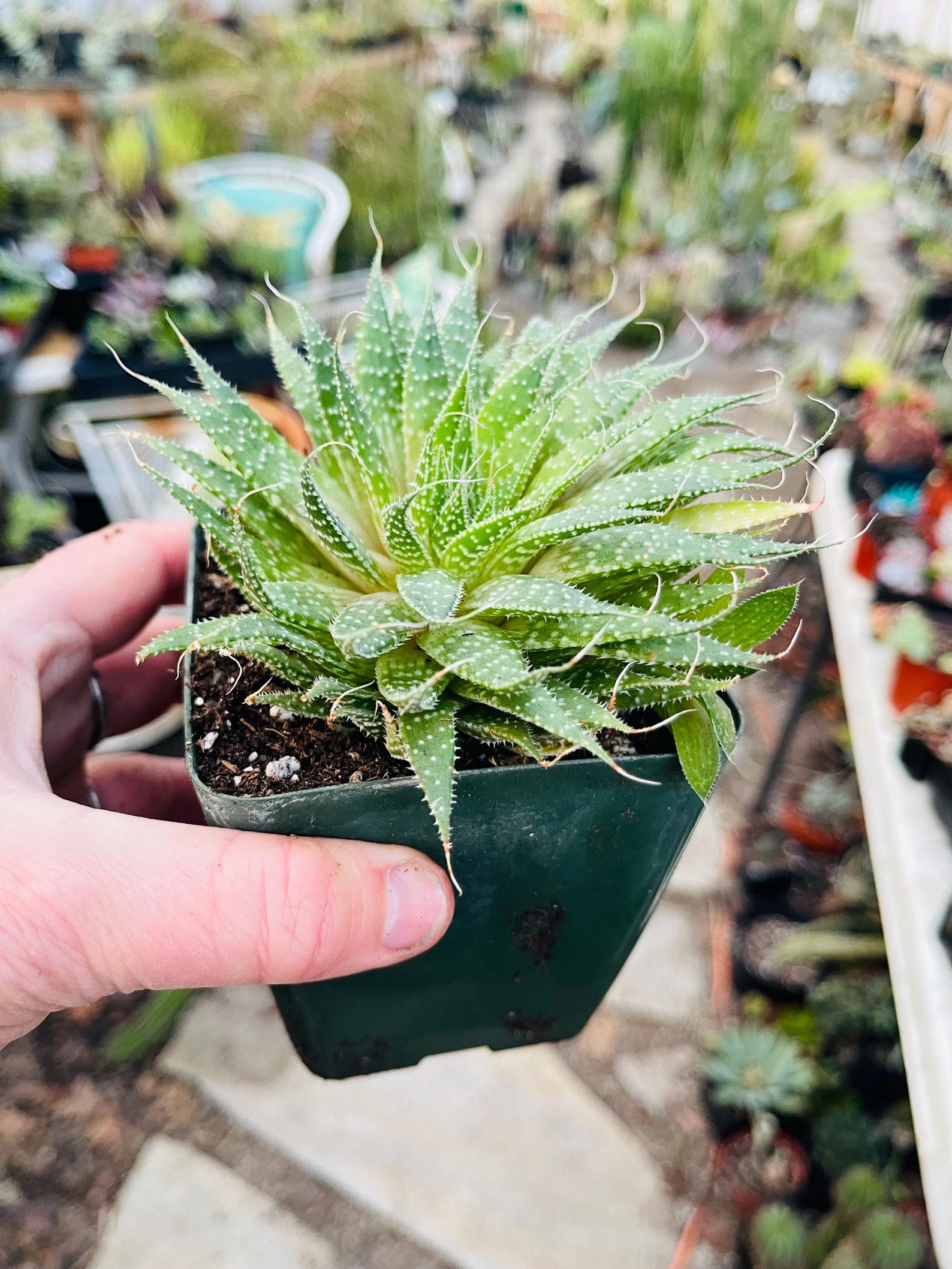 Aloe Aristata Succulent, Rare Lace Aloe, 3 Sizes - Etsy