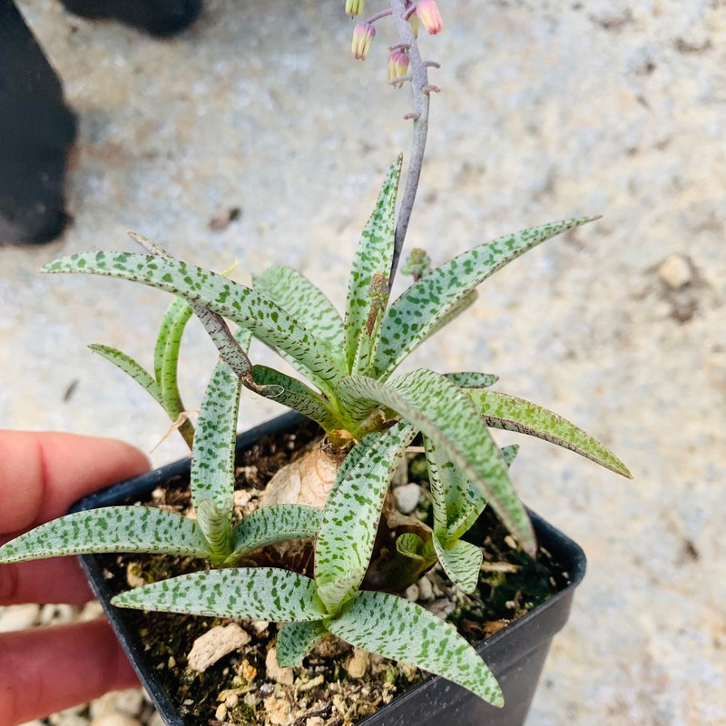 Unusual Plants Live - Etsy