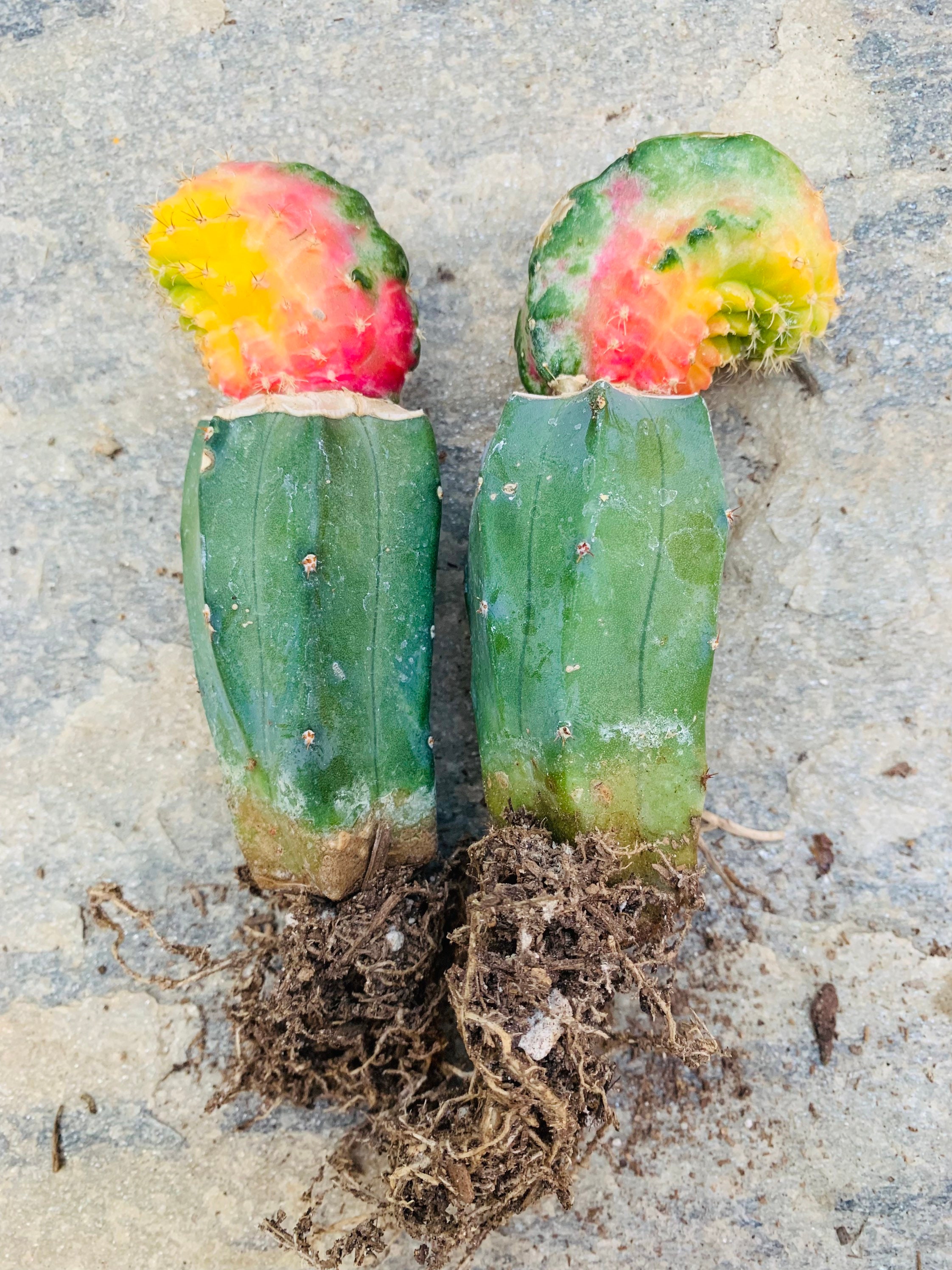 Hylocalycium Chimera Variegated Hylocereus Undatus - Etsy