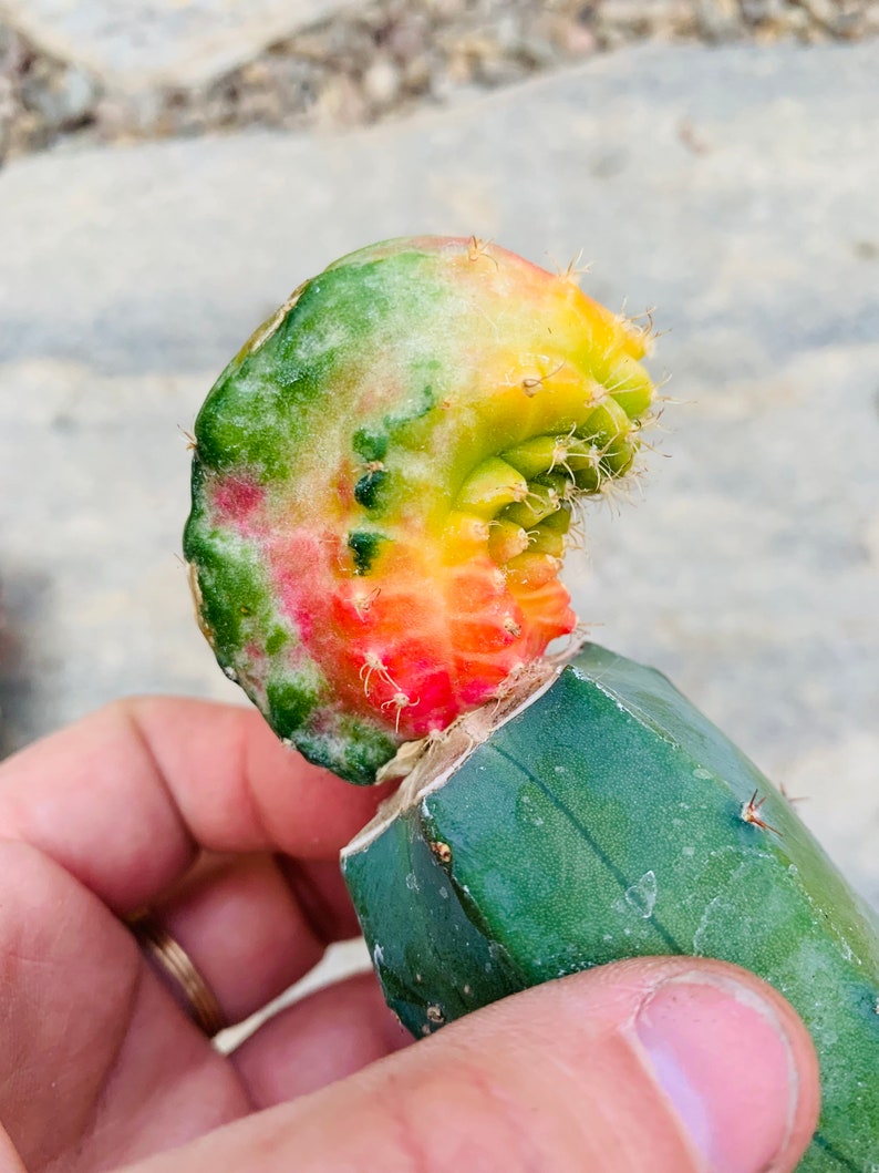 Hylocalycium Chimera Variegated Hylocereus Undatus - Etsy