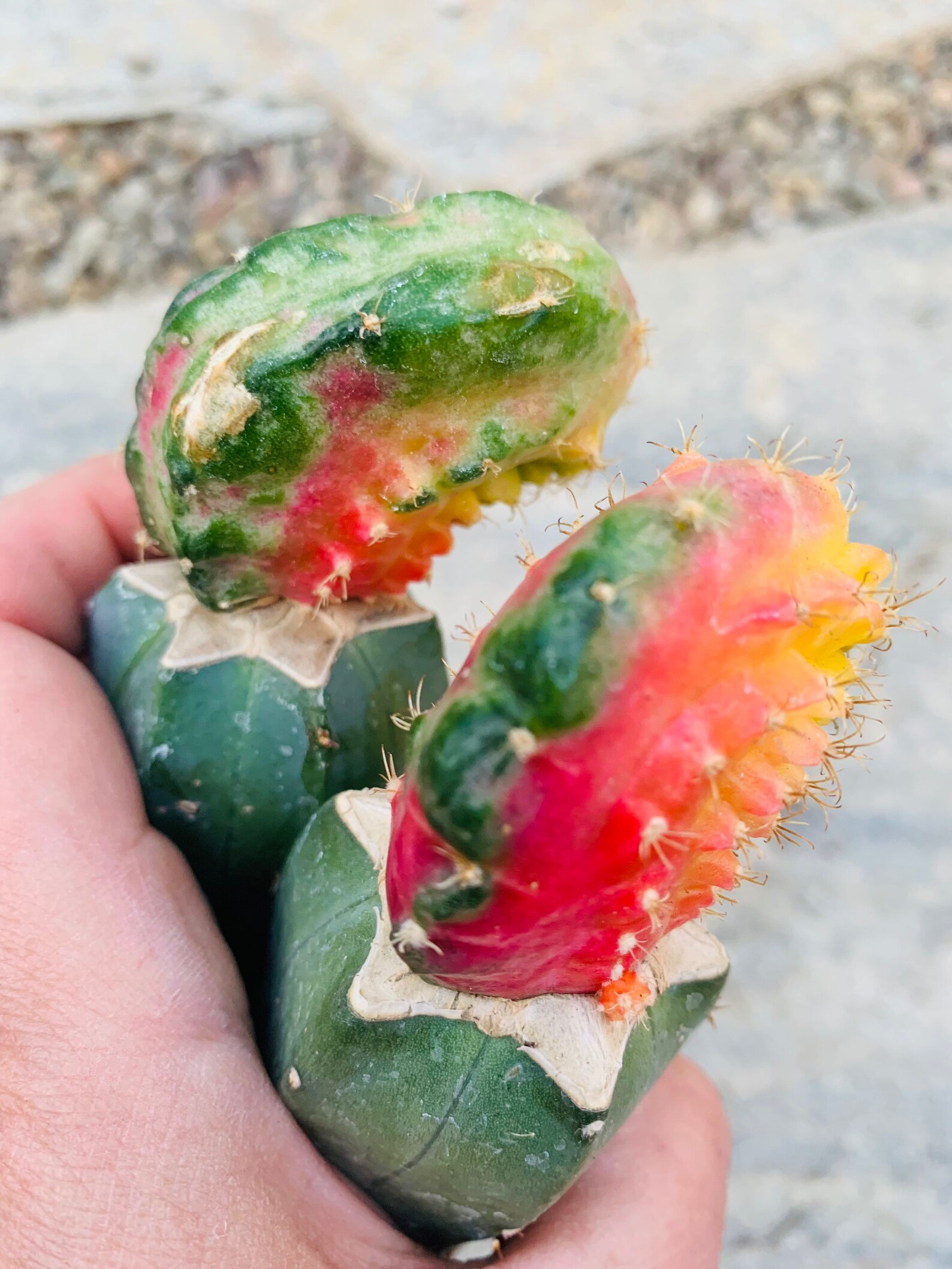 Hylocalycium Chimera Variegated Hylocereus Undatus - Etsy