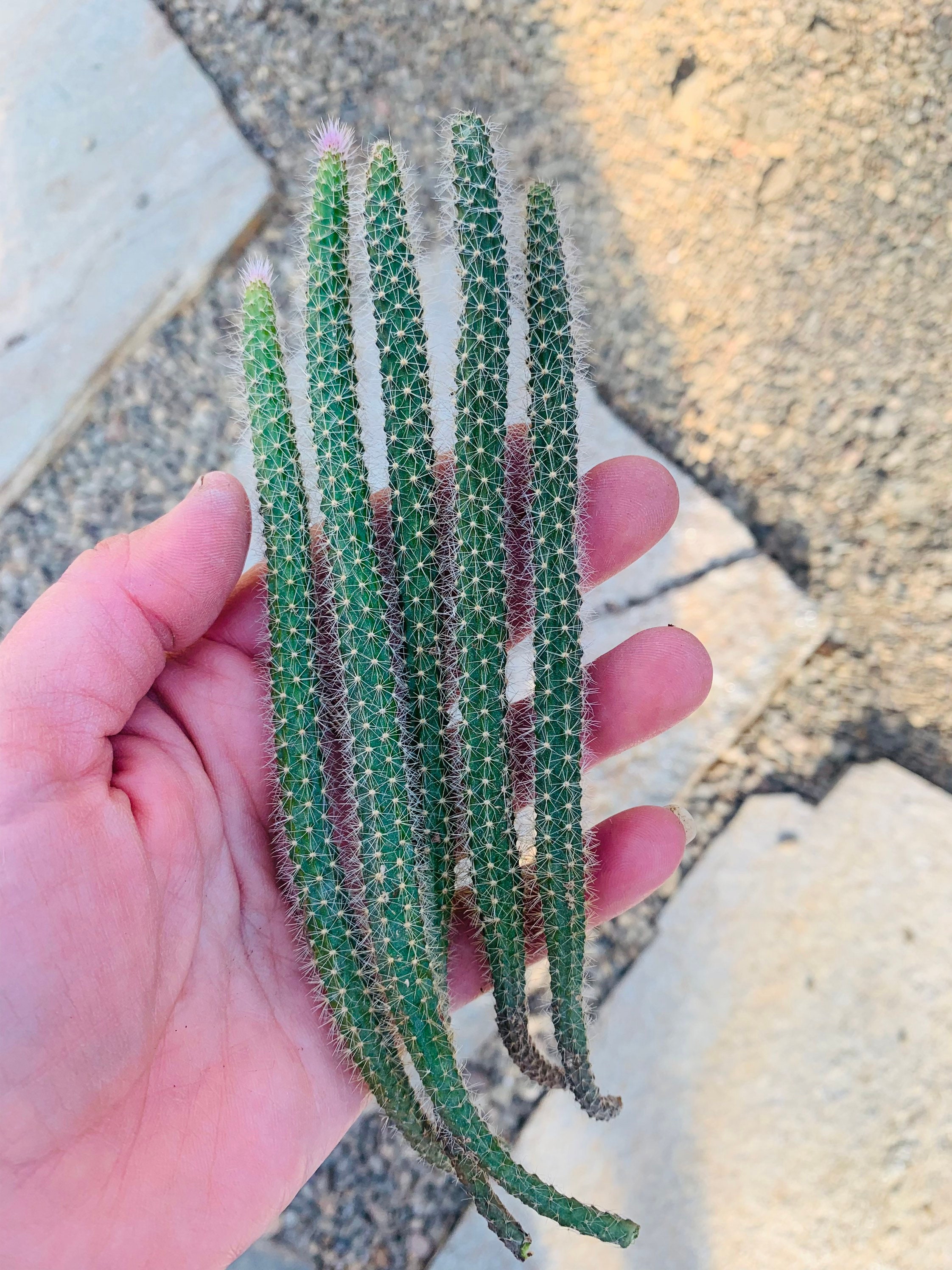 Aporophyllum Flagelliformis, Rat Tail Cactus, Elegant Hanging Succulent ...