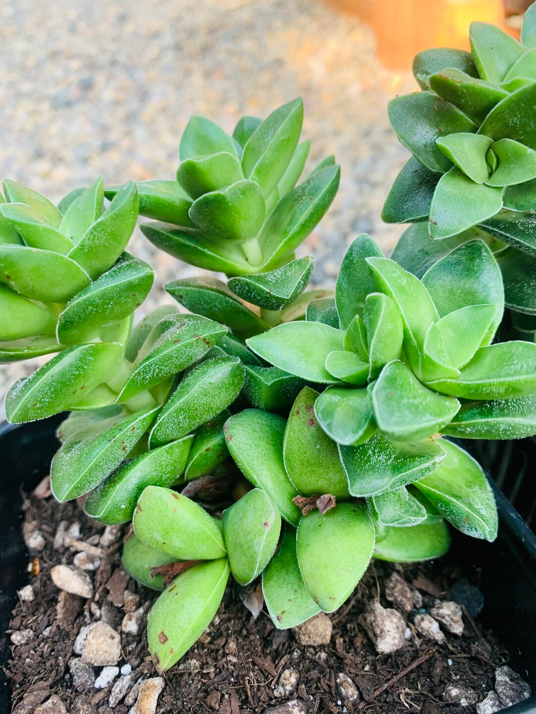 Crassula Springtime, Beautiful Stacked Succulents, 2 Sizes - Etsy