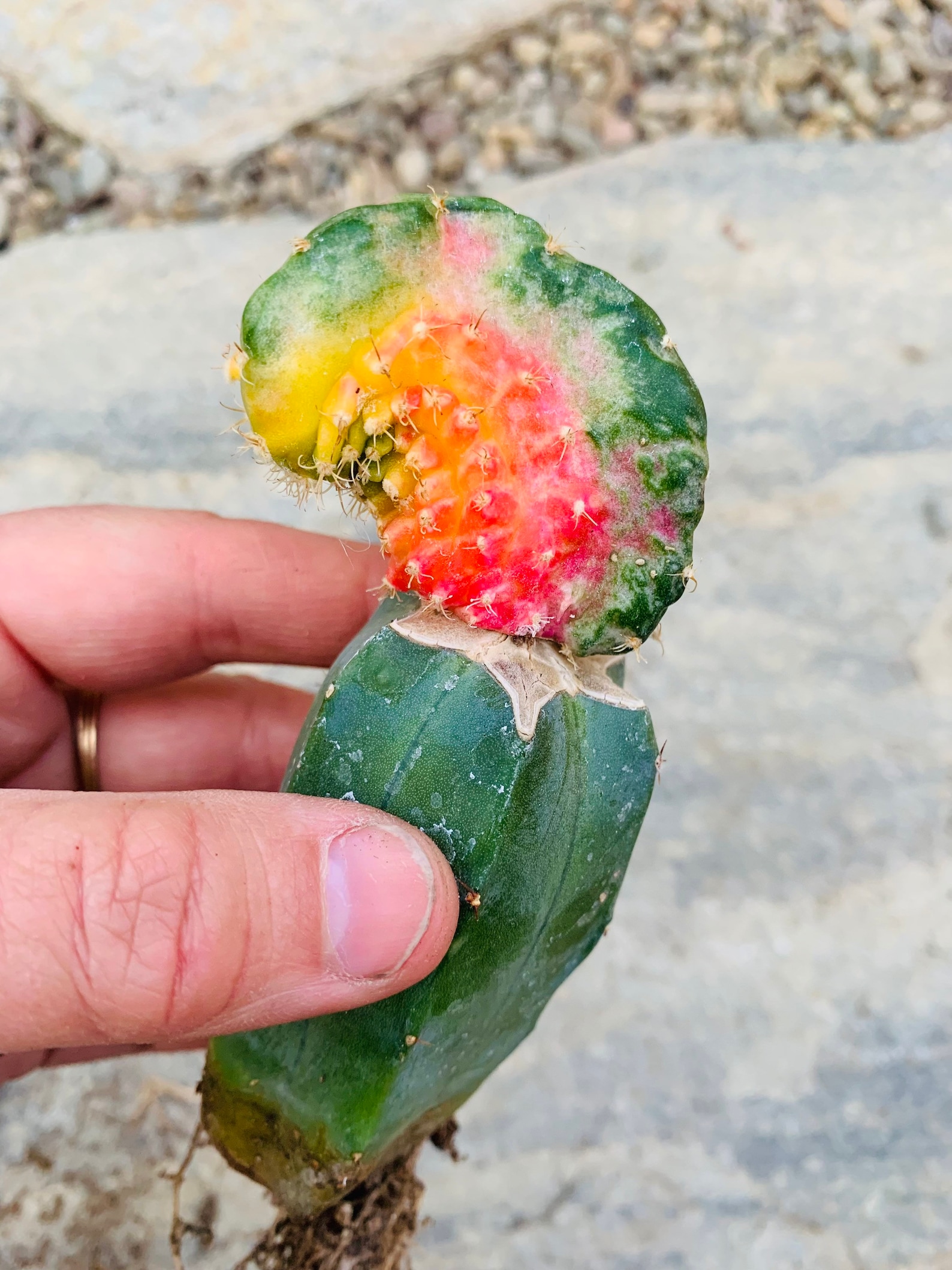 Hylocalycium Chimera Variegated Hylocereus Undatus - Etsy