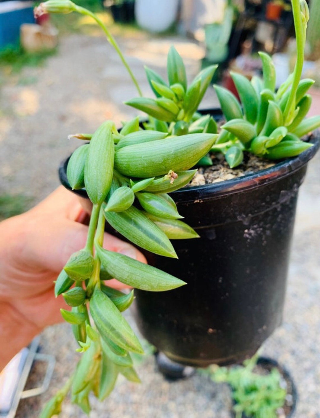 4” String of Bananas, Curio Radicans, Gorgeous Hanging Succulents - Etsy