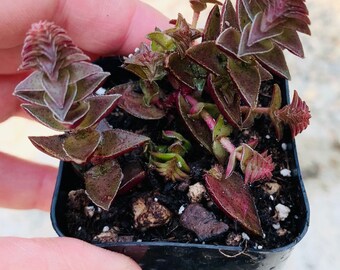 Crassula Pagoda Village - Etsy