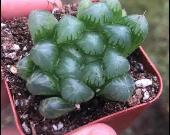 Green Haworthia Cooperi, Alien Eggs Succulents, 2 Sizes - Etsy