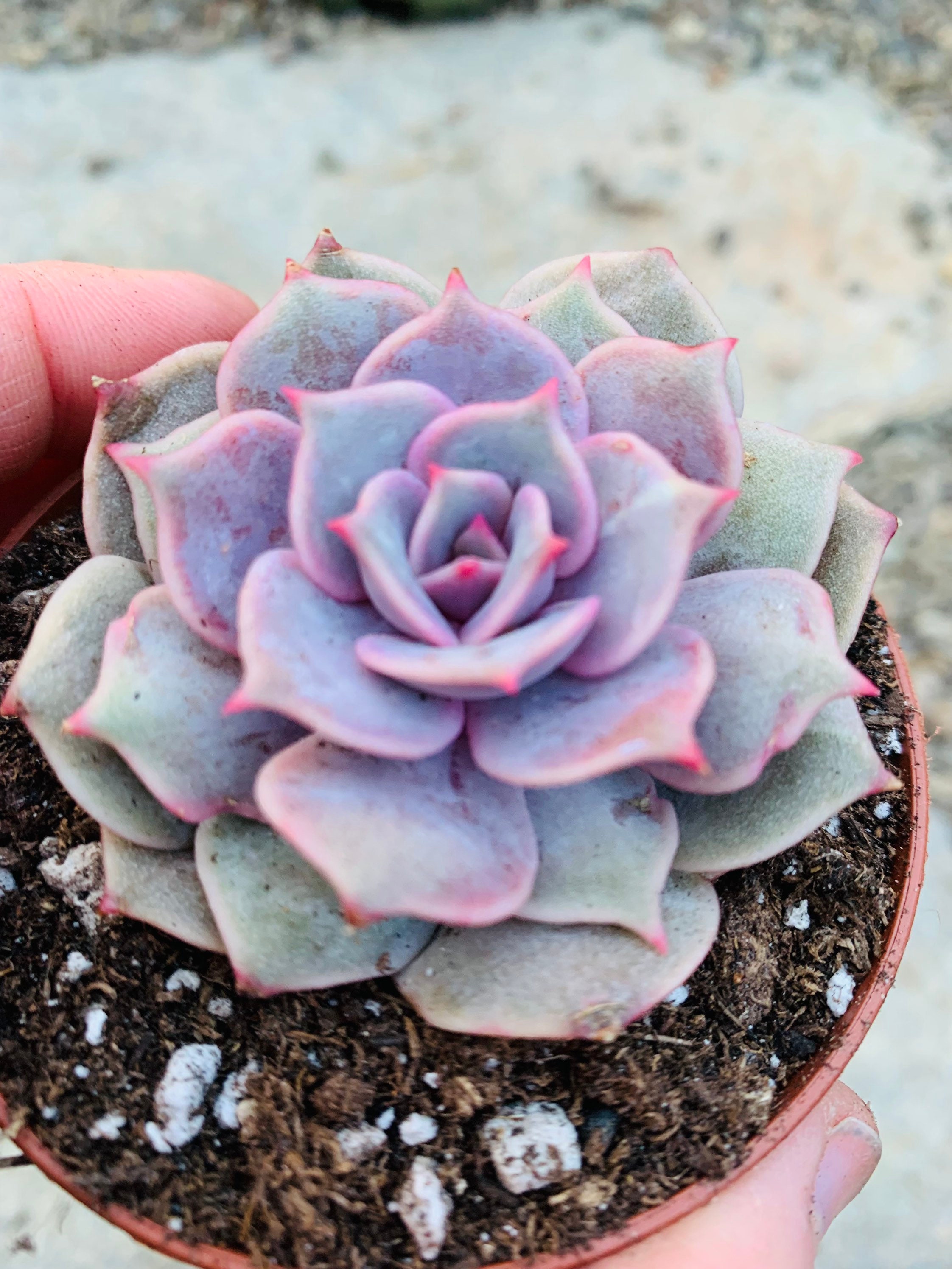 Purple Succulent Flower