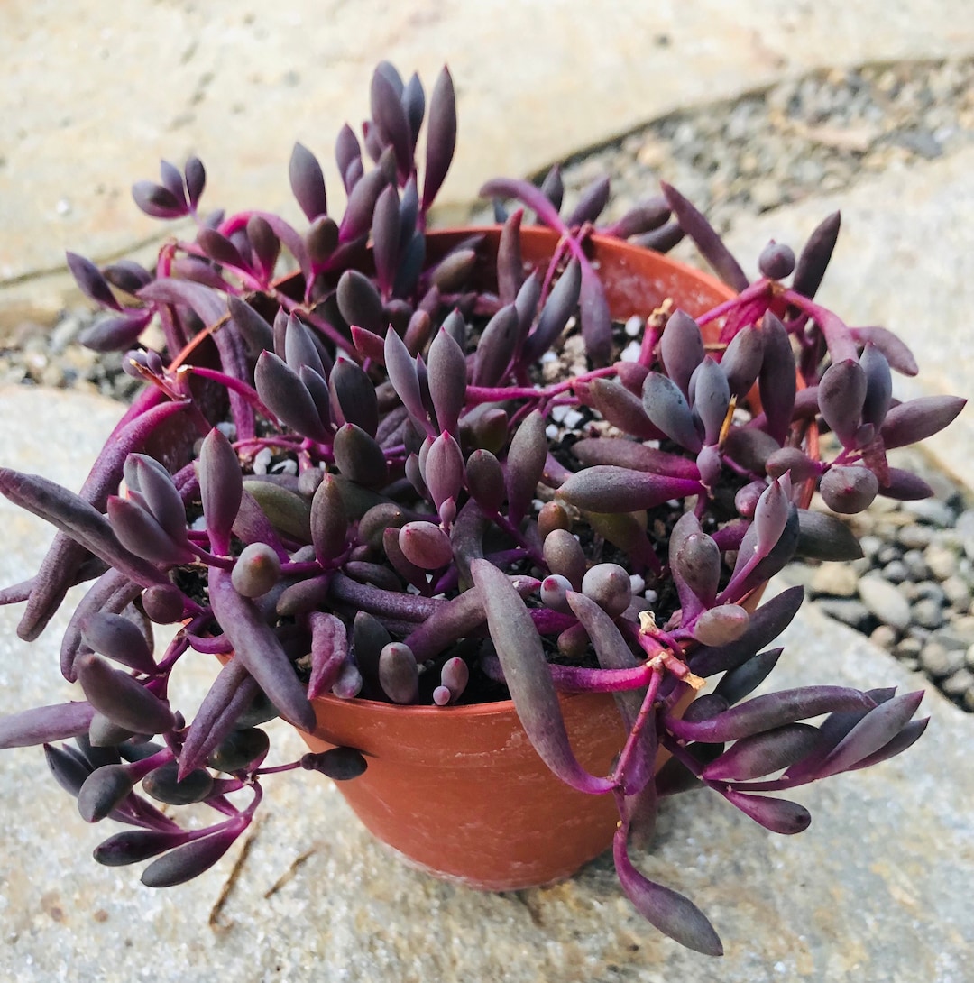 Ruby Necklace Othonna Capensis, String of Pickles, Beautiful Purple ...