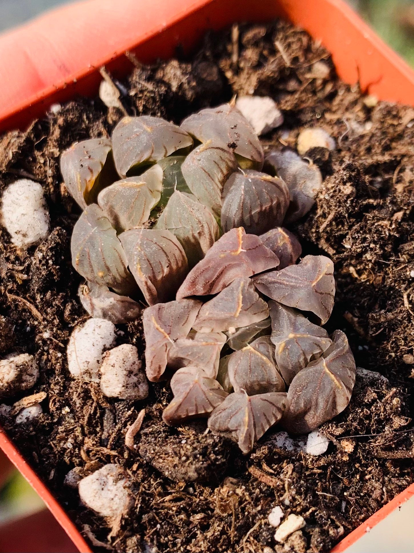 2 Pink Haworthia Cooperi Rare Alien Eggs Succulents - Etsy