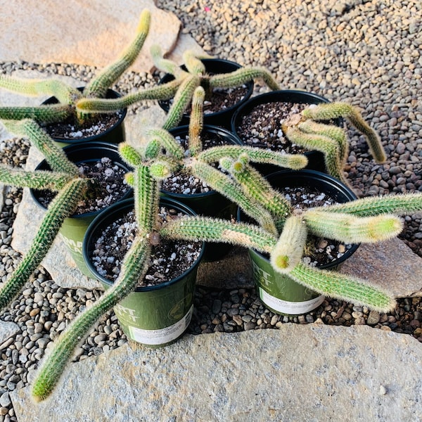 Monkey Tail Plant in Pot - Etsy