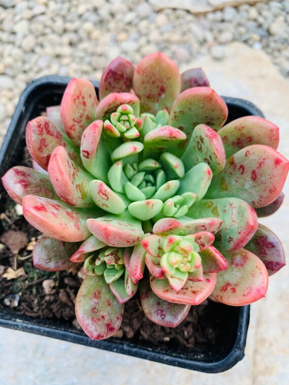 5 Sedeveria Pink Ruby Rare Korean Succulent - Etsy